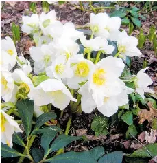 Hellebore Jacob new release of winter rose - PressReader