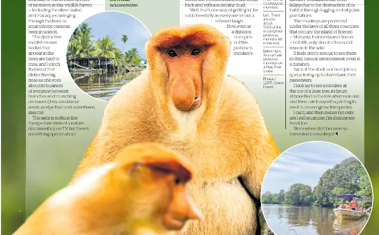 MONKEY BUSINESS - PressReader