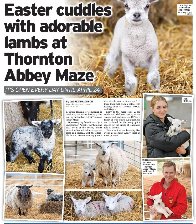 Easter cuddles with adorable lambs at Thornton Abbey Maze - PressReader