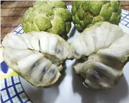 Large Black Pig excites Tarlac raiser - PressReader