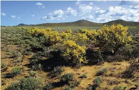 PRINS ALBERT BLOM NÁ REËN - PressReader