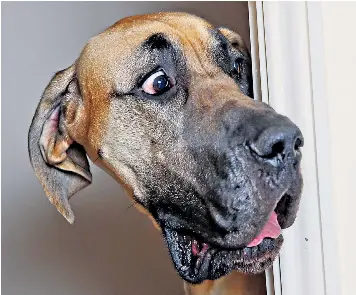 Meet the real Scooby Doo: the 6ft Great Dane that is terrified of ...