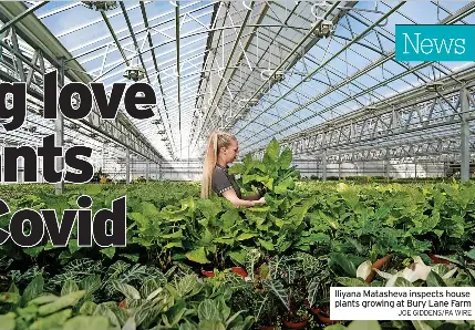 Our growing love of houseplant­s fuelled by Covid - PressReader