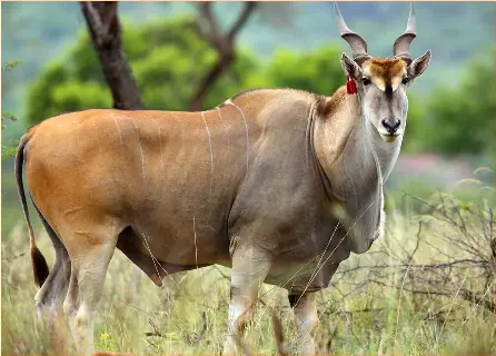 PressReader - Ilanga: 2017-12-11 - IMPOFU