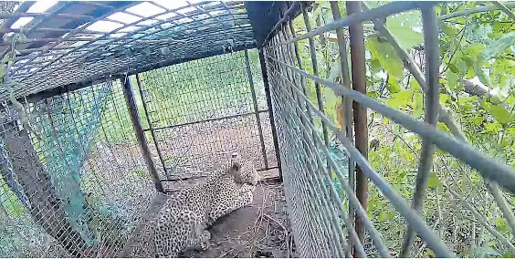 Sick leopard captured in Komatipoor­t - PressReader