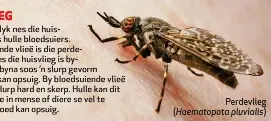 DIE STEEKVLIEG - PressReader