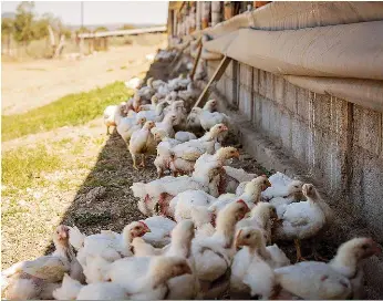 Hoenders hou veeboere op hul plase - PressReader