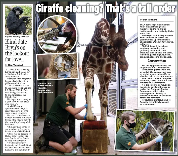 Giraffe cleaning? That’s a tall order - PressReader