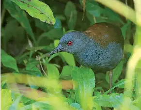 Hallan un ave que se creía extinta hace casi dos siglos en una isla de ...