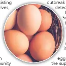 Got any extra eggs? - PressReader