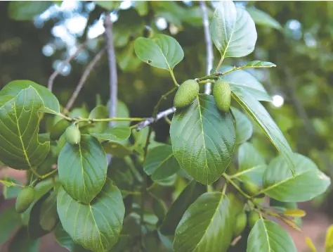 Enjoying the bird plum of Africa - PressReader