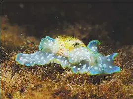 Stiff contest for the boneless - PressReader