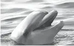 World Dolphin Day - PressReader