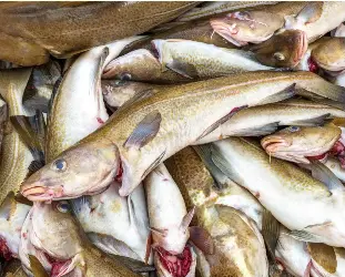 Overfishin­g has caused cod to halve in body size since 1990s, study ...