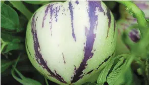 Les légumes perpétuels, on en raffole ! - PressReader