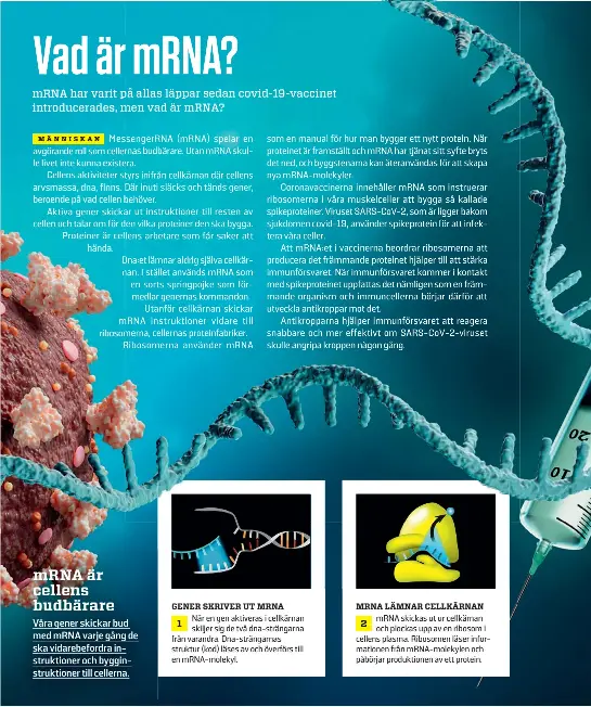 Vad är mRNA? - PressReader
