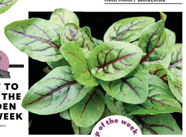 Gardening - PressReader