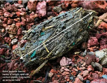 Gálapagos giant tortoise - PressReader