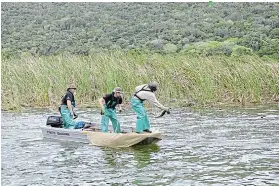 Sedgefield lakes’ invasive carp feeding hundreds every day - PressReader