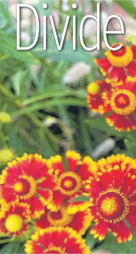 Divide and conquer - PressReader