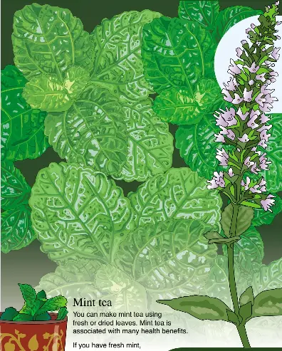 PEPPERMINT - PressReader