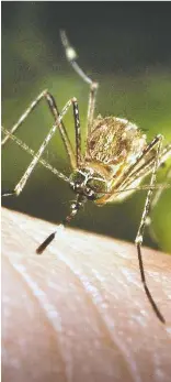 Huron Perth public health confirms West Nile virus in Listowel | The ...