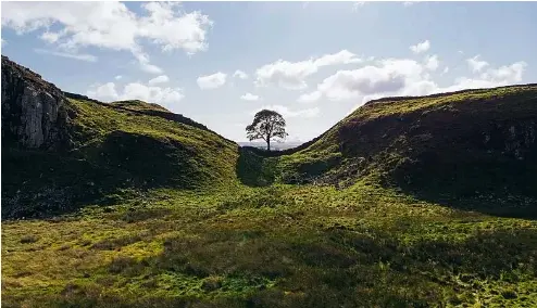 Sycamore Gap: Two men charged with felling beloved tree go on trial in northern England ...