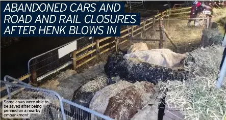 Animal tragedy amid flooding devastatio­n - PressReader