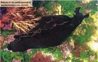 Narobe obrnjen - PressReader