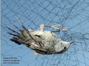 Songbird slaughter in Cyprus - PressReader