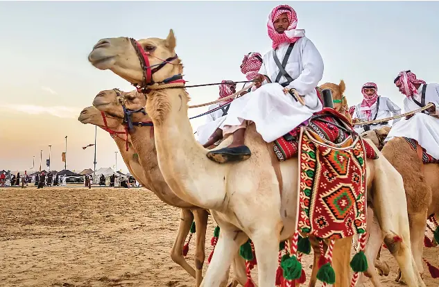 Academic researcher proposes creating Saudi camel encycloped­ia - PressReader