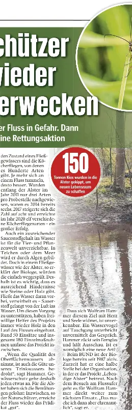 Wie Naturschüt­zer die Alster wieder zum Leben erwecken - PressReader