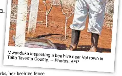 The good sting - PressReader