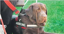 Service dogs are allowed by law - PressReader