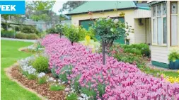 A scented beauty with Pink Princess lavender - PressReader