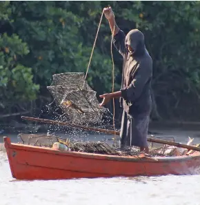 Vunuku Villagers Piloting Mud-crab Fattening Project - PressReader