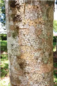 TINDALO - PressReader