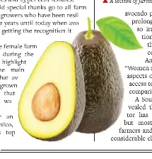 More avocados farmers in Manzni, Hhohho Region - PressReader