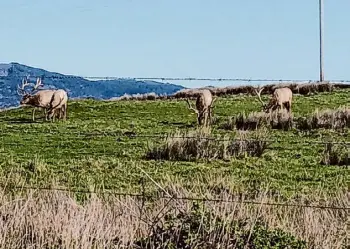 Ranchers set to leave, end era in Point Reyes - PressReader