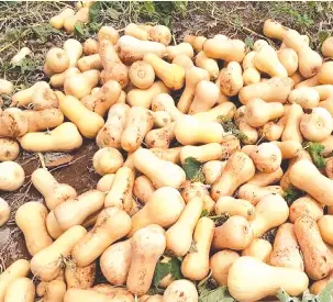 Unlocking opportunit­ies in butternut farming this summer - PressReader