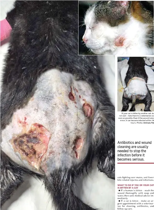 Cat Bites – More Dangerous Than You Think - PressReader