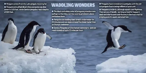 Chilly but cuddly creatures many find flippin’ fantastic - PressReader