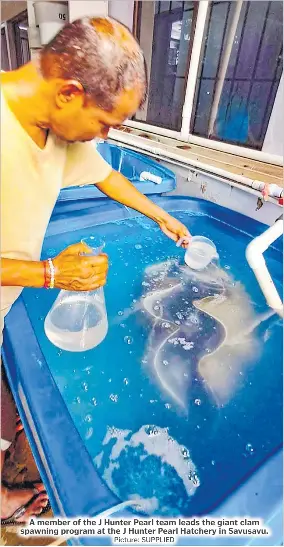 Clam spawn launch - PressReader