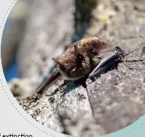 Build a better bat house and help Canada’s bats thrive - PressReader