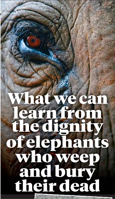 What we can learn from the dignity of elephants who weep and bury their ...