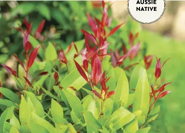 lilly pilly pests & diseases - PressReader