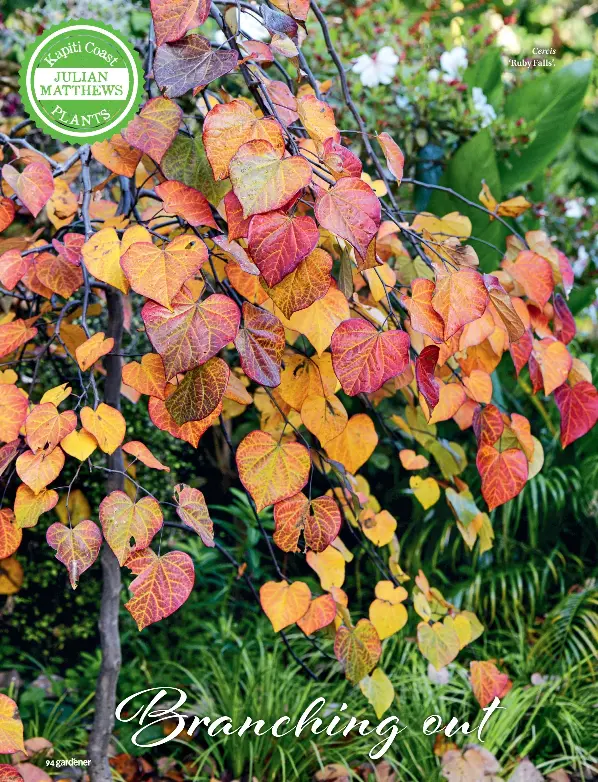 Branching out - PressReader