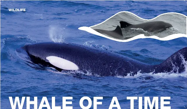 WHALE OF A TIME - PressReader