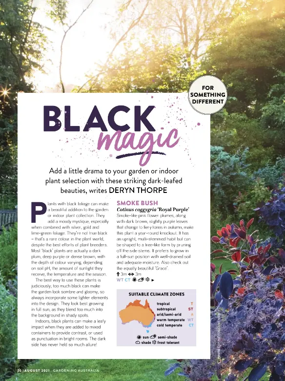 Black magic - PressReader