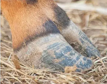 Gumbo Madyirapan­ze - PressReader